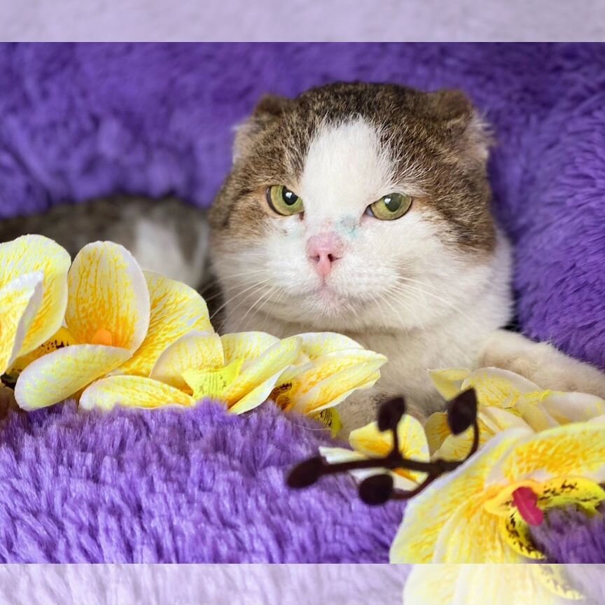 Кошка