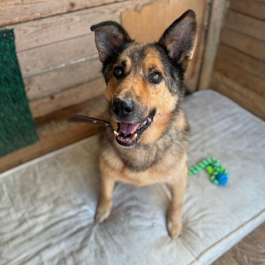 Красавец Банди ищет дом