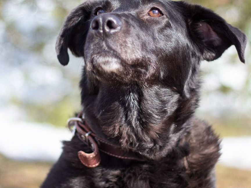 Метис лабрадора в добрые руки