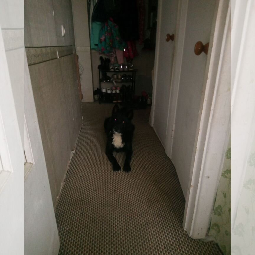 Немецкая овчарка, взрослый пёс