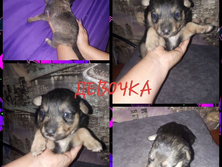 Щенки помесь ротвейлера