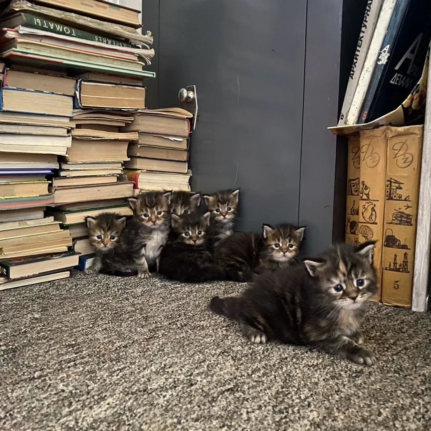 Котята мейн-кун