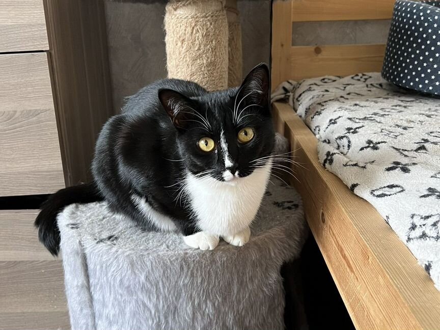 Кошка одна в квартире