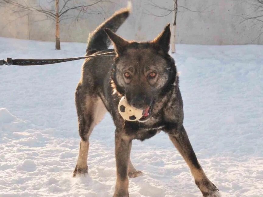 Майра