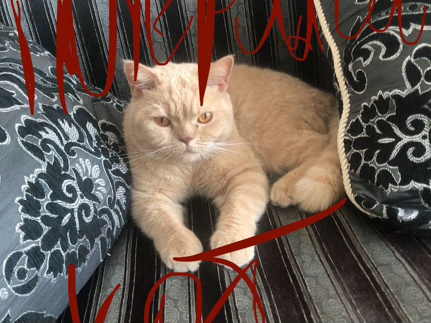 Кот