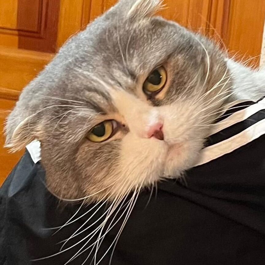 Шотландская вислоухая кот