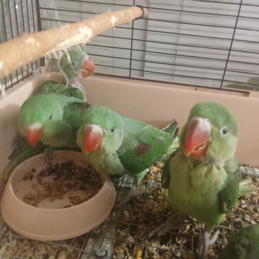 Александрийские выкормыши