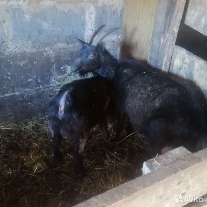 Козы бараны