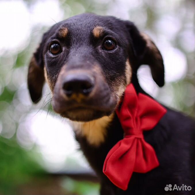 Малыш Бонд ждет своего человека в приюте