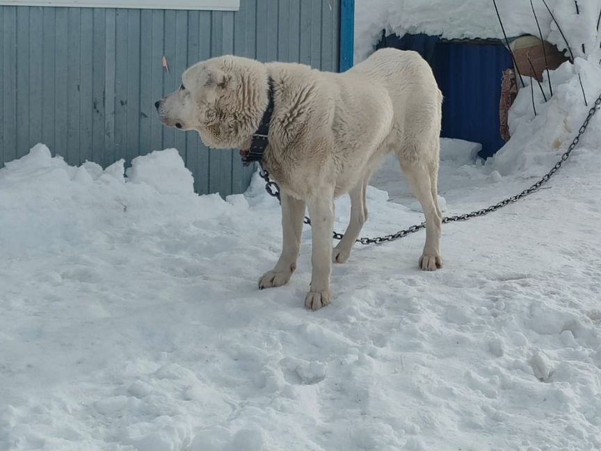 Щенки Алабая