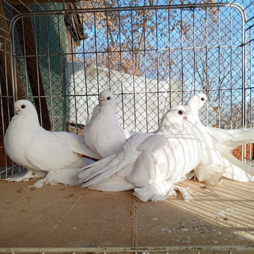 Птицы голубь