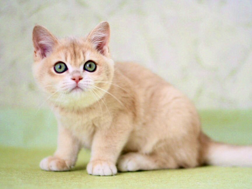 Британская золотая шиншилла лиловое золото 12