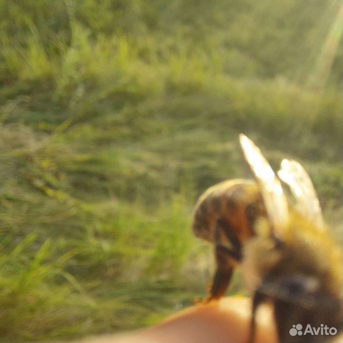 Плодная матка пчелиная