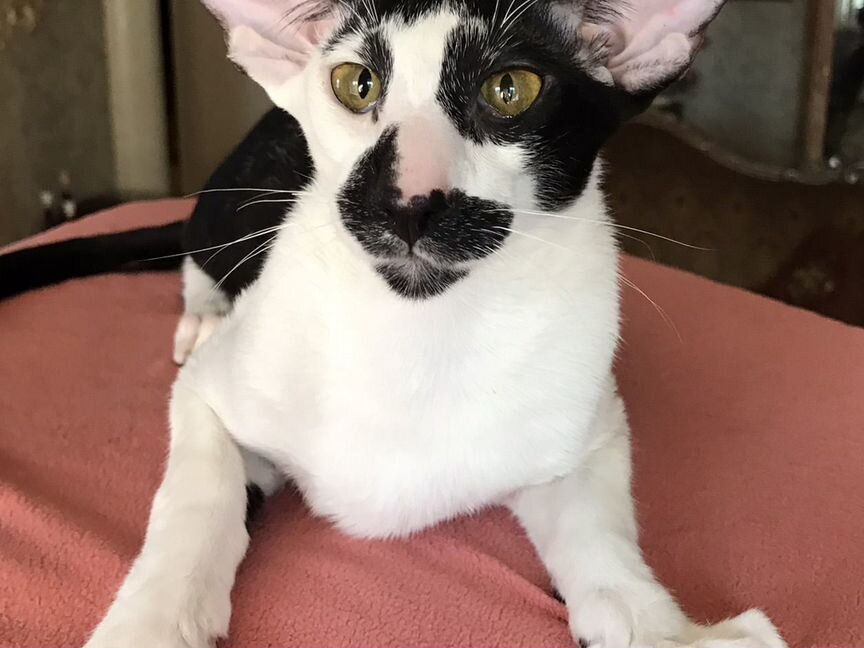 Ориентальный котик