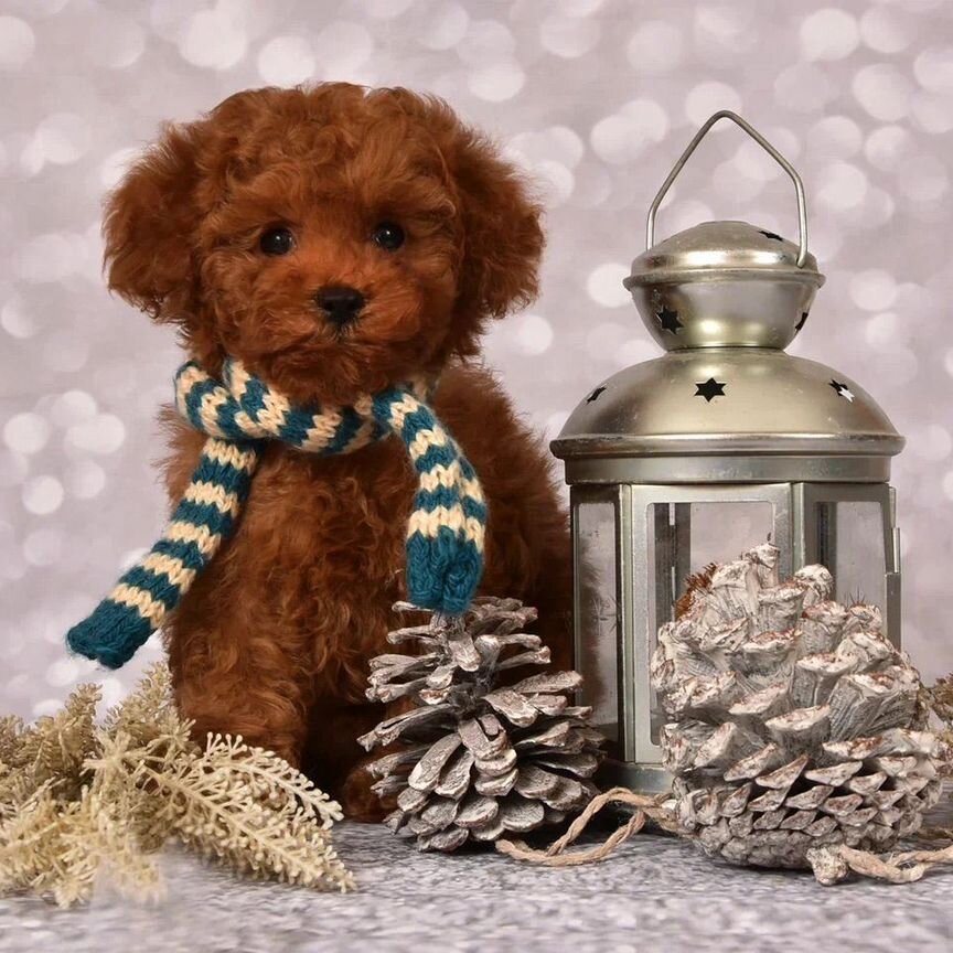 Той-пудель, щенок