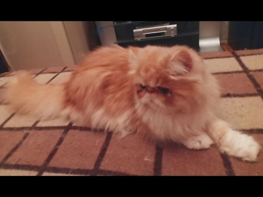 Персидская кремовая девочка