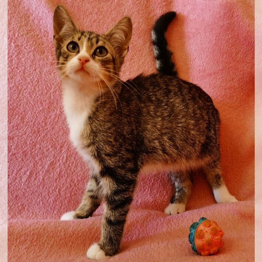 Котята ищут дом