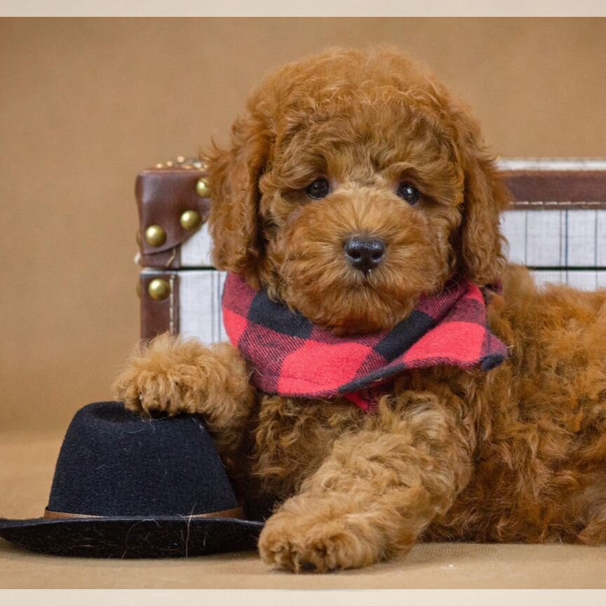 Той-пудель, щенок