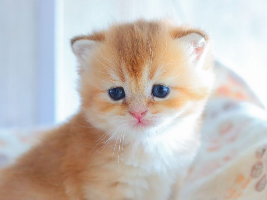 Родители - я жду Вас