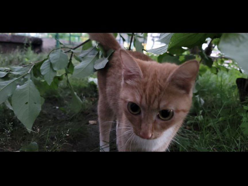 Кошка