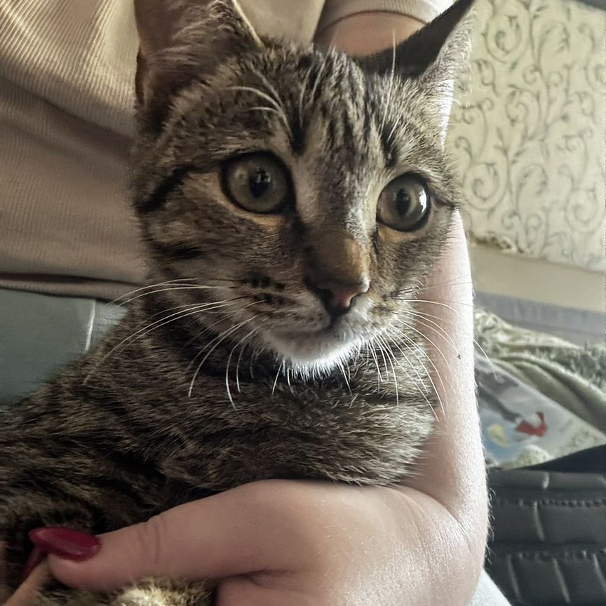 Котенок в добрые руки