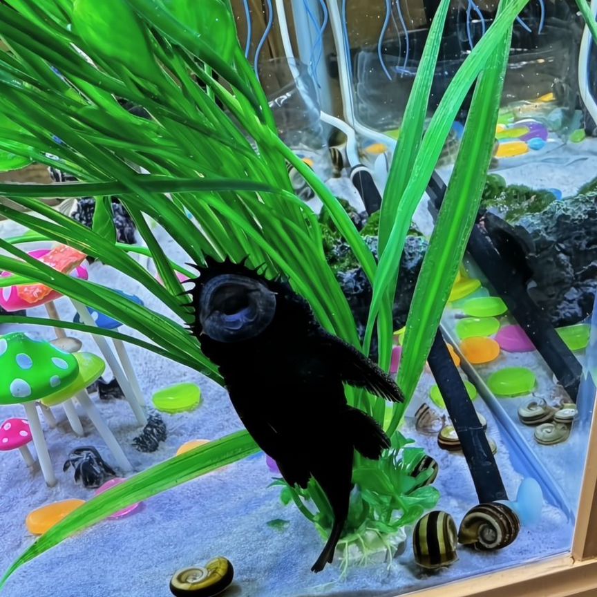 Аквариумные рыбки