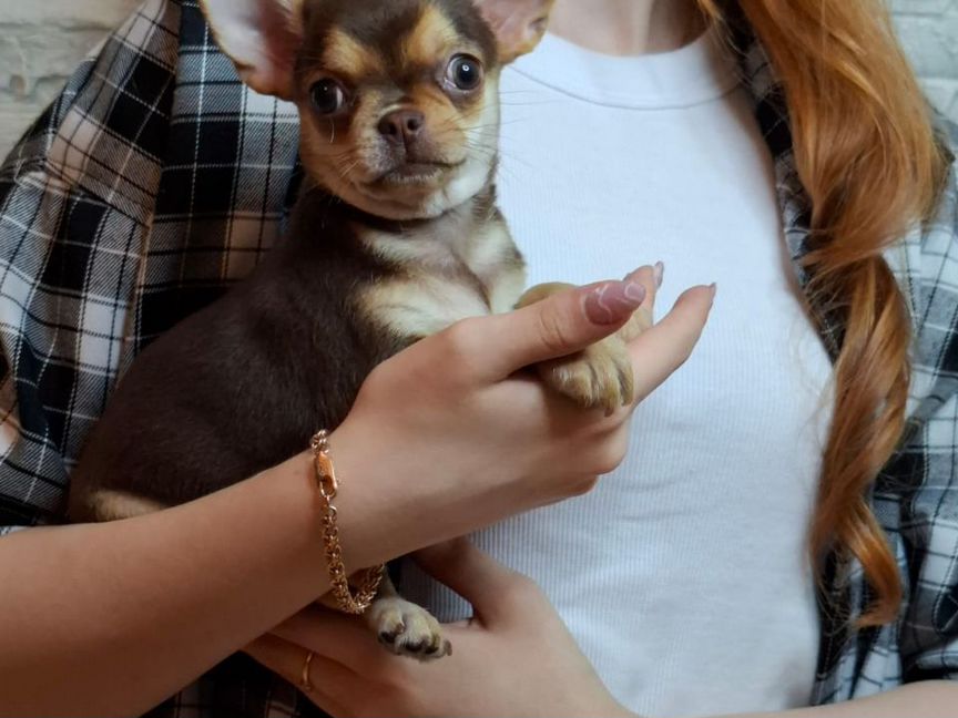 Очаровательная девочка чихуахуа
