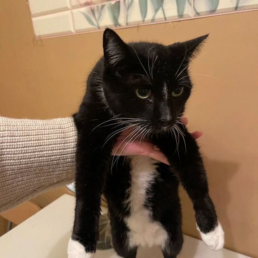 Кот в добрые руки