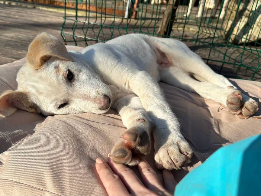Щенок в добрые руки отдам бесплатно