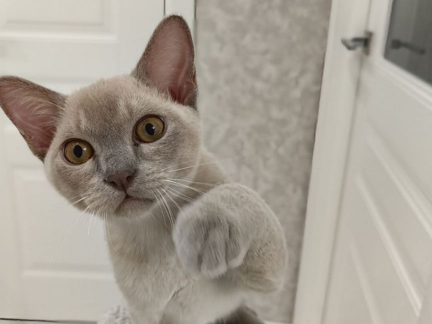 Бурманский лиловый котенок