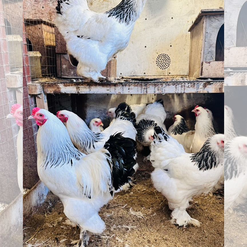 Куры чистопородные, Брама, Фавероль