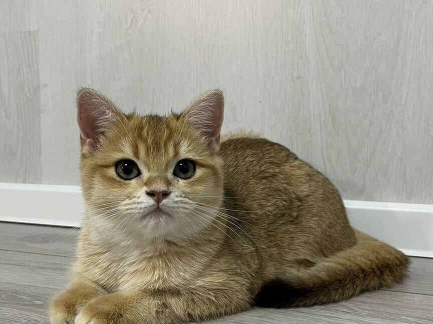 Золотая шиншилла Амадео