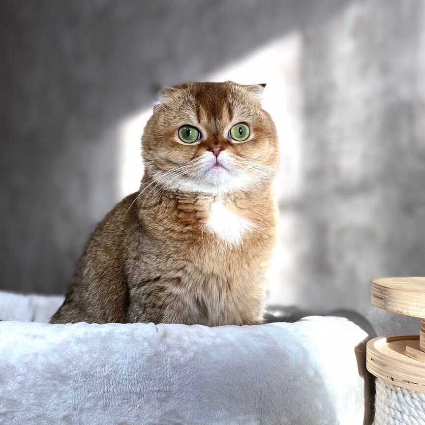 Шотландская девочка