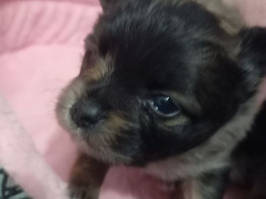 Щенки чишки