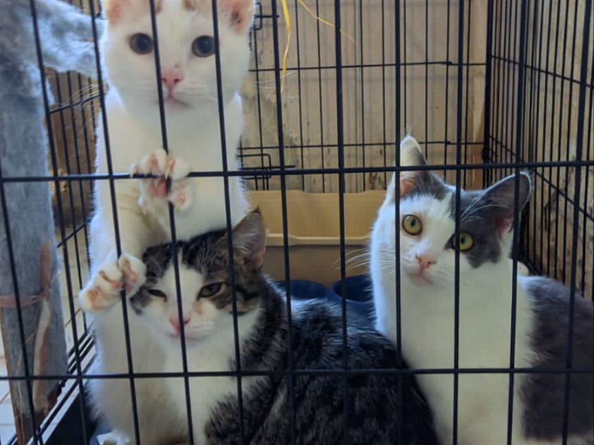 Кошки и котики в клетке на передержке ищут дом