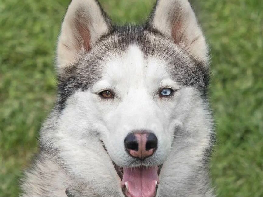 Сибирский хаски в добрые руки