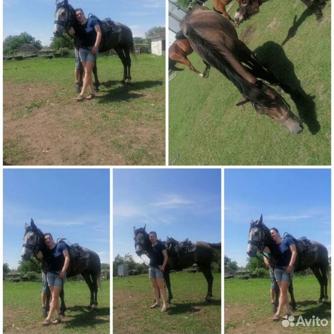 Арабские лошади Крас паспорт