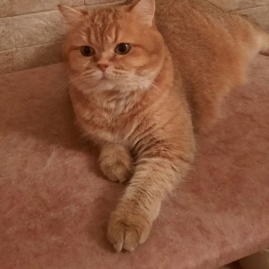 Шотландская прямоухая короткошёрстная, взрослая кошка