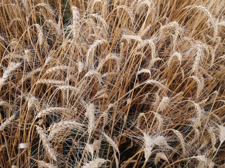 Продам пшеницу 2023 года цена 10рдоставка