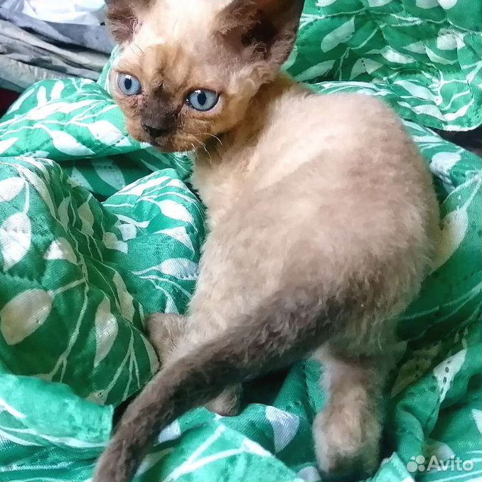 Девончики разных окрасов