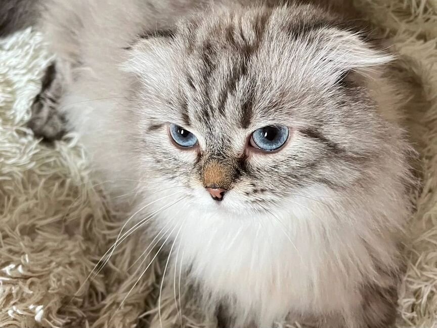 Шотландская