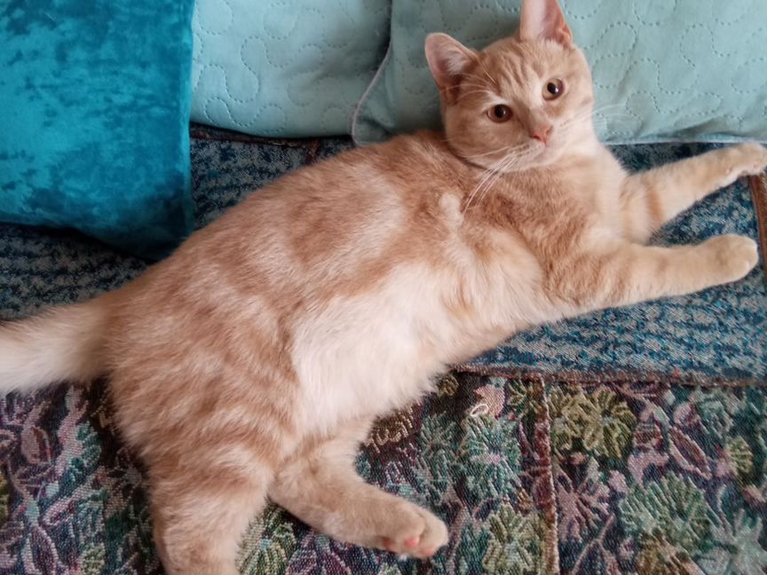 Кот, 10 месяцев, кастрирован