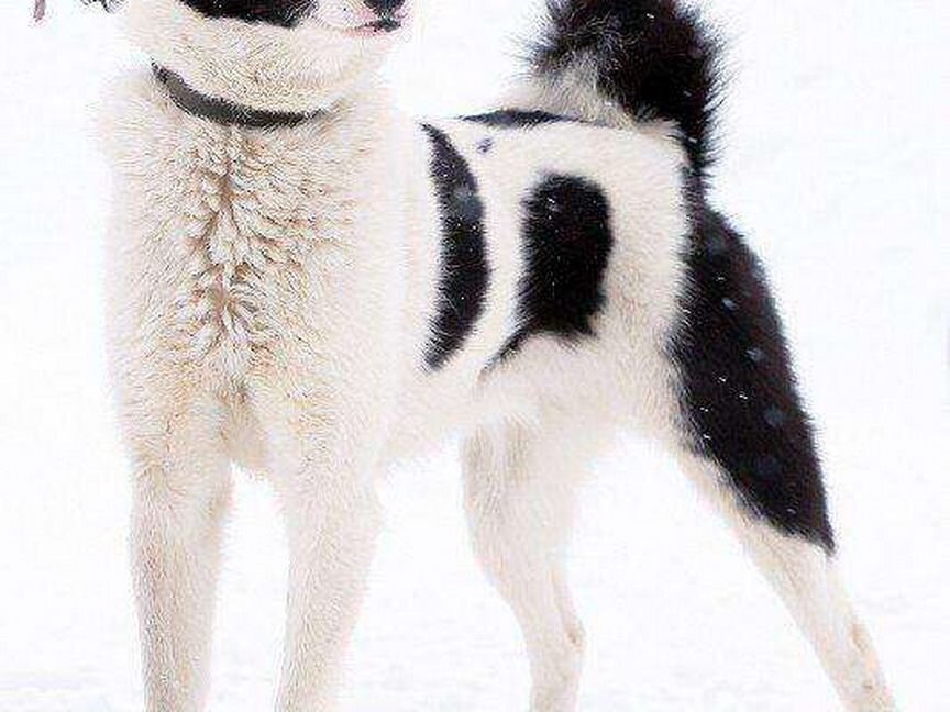 Продам кобеля рел 3,5 года