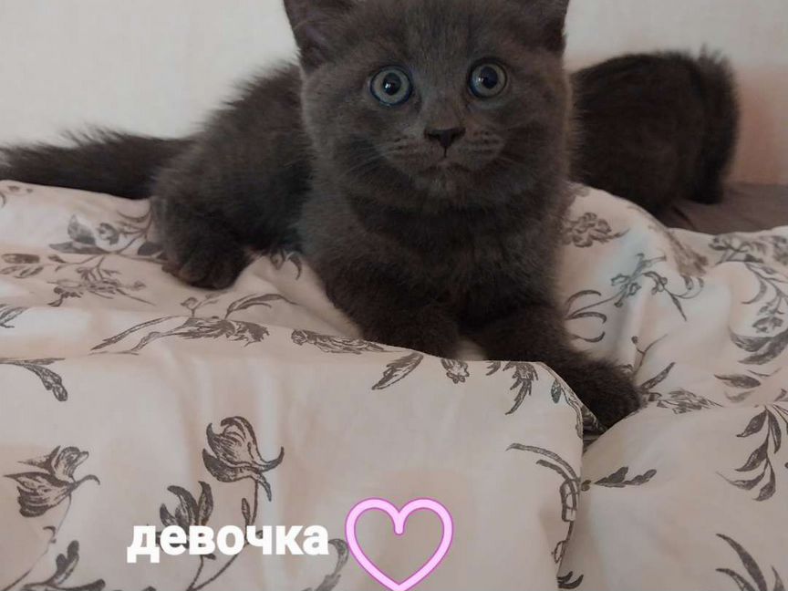 Шотландские котята