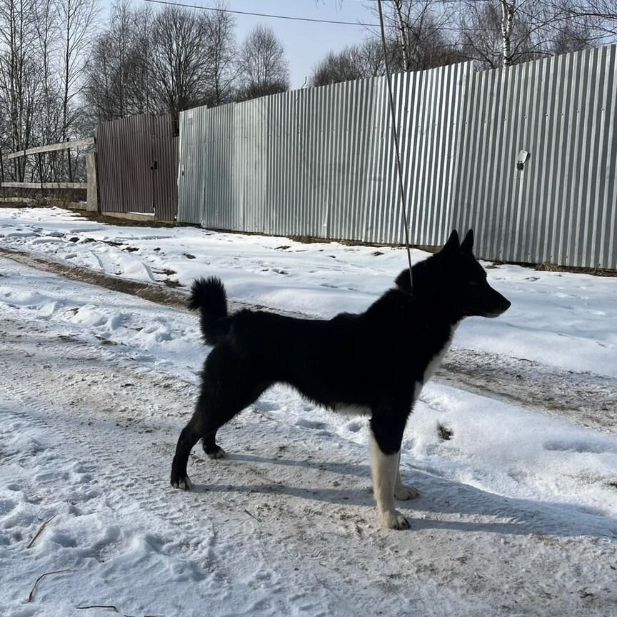 Русско европейская лайка