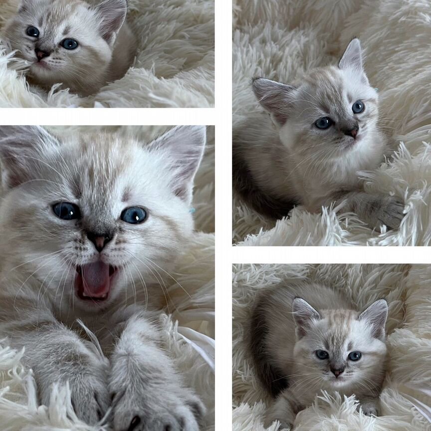 Шотландский прямоухий длинношёрстный котёнок