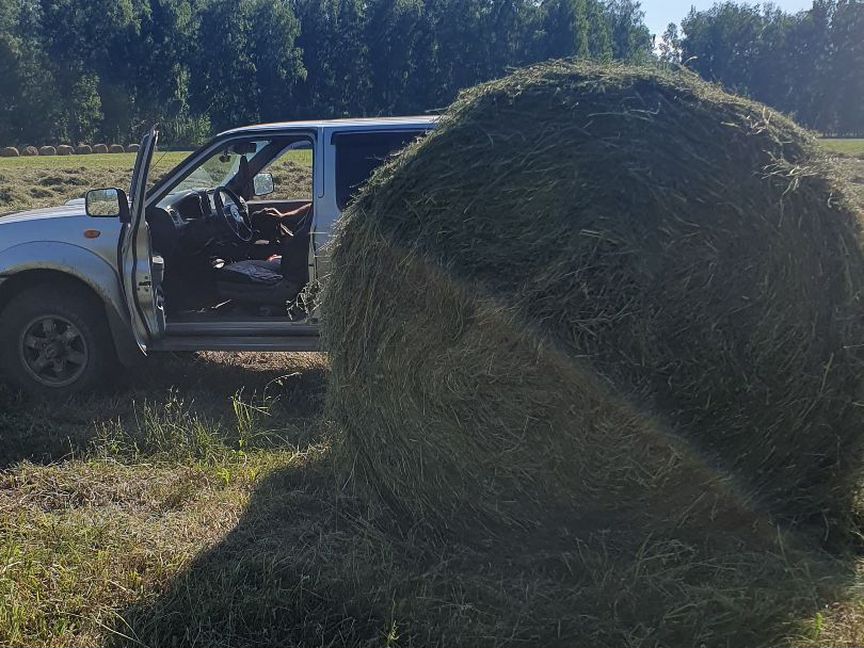 Продам сено в рулонах