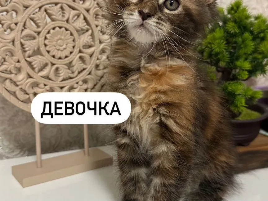 Котята мейн-кун