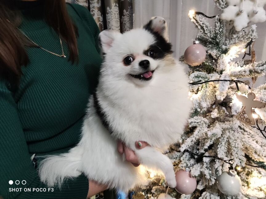 Ищем невесту померанского цверг шпица