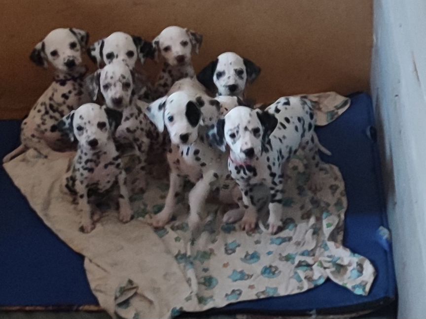 Далматинец